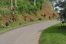 Land in Sawit, West Java RP 260,000,000 | Dot Property
