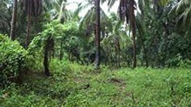 L-I-1-1: Acquired Property for Sale in Lot 756, Alion - Batangas Barrio ...